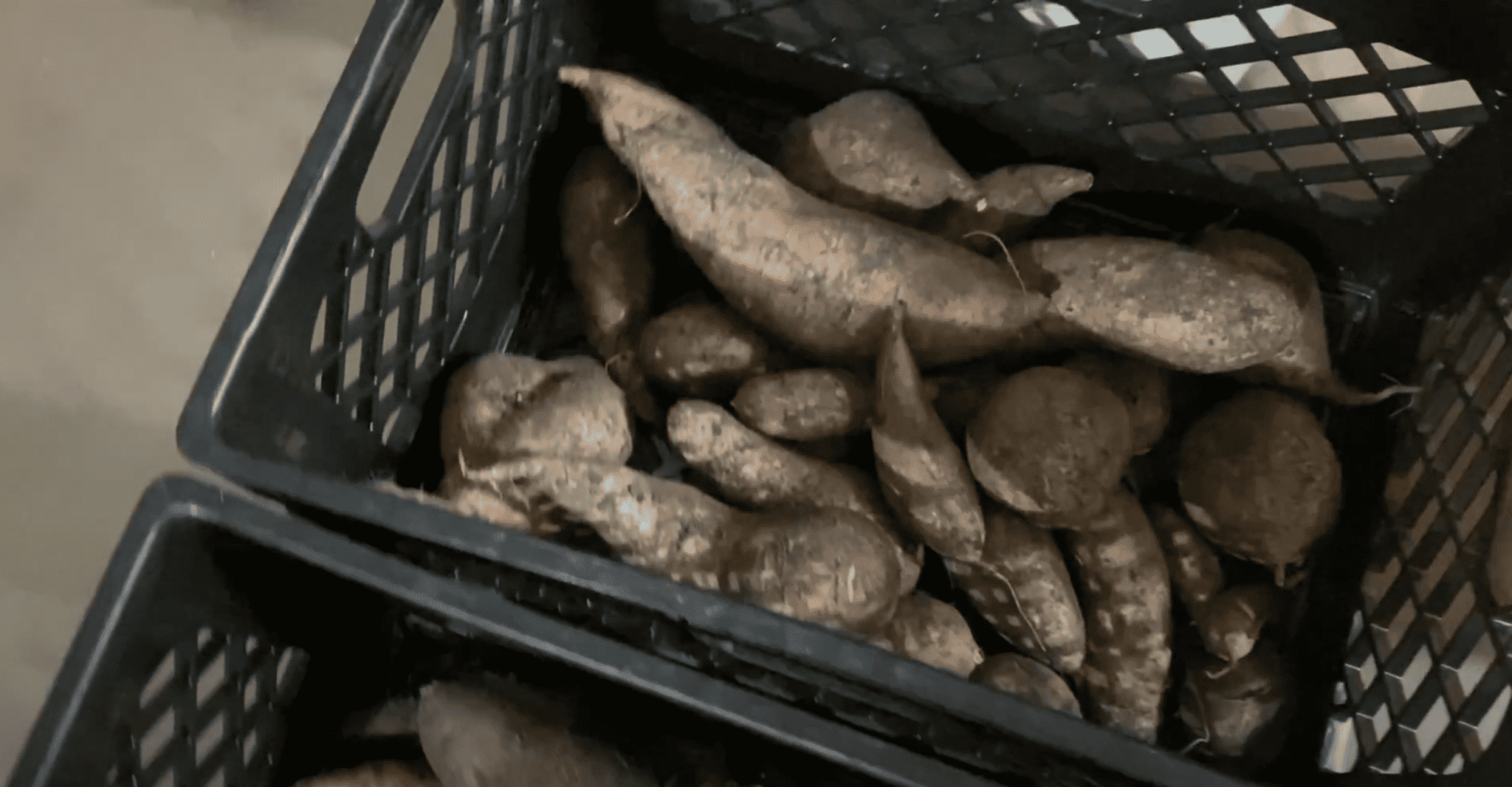 The Only Sweet Potato Guide You Will Ever Need! - Homegrown Florida