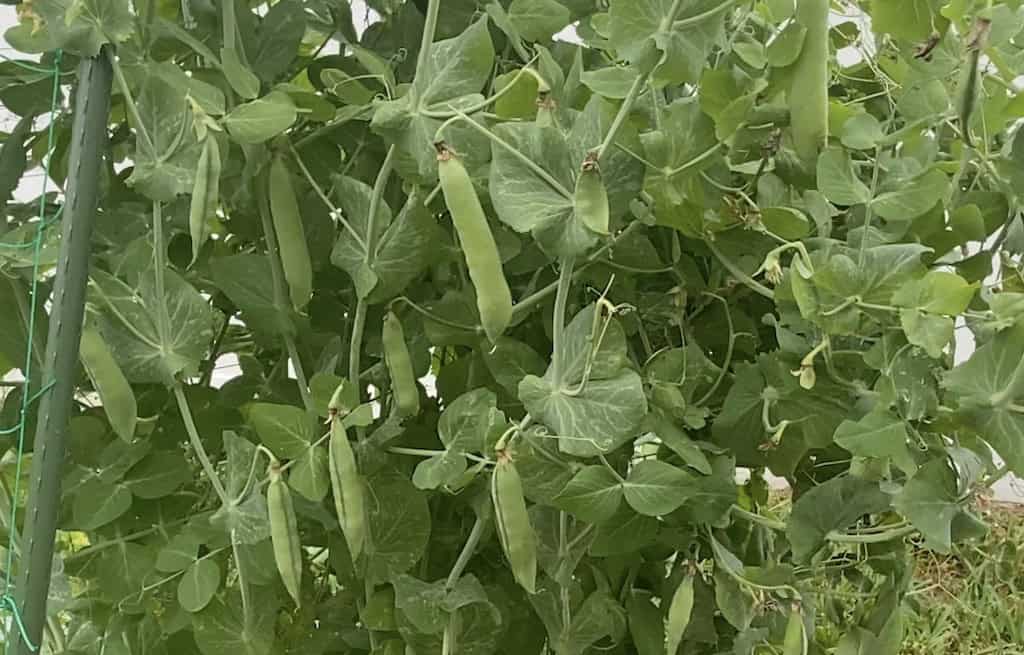 5 Best Vegetables for Beginner Gardeners - Homegrown Florida