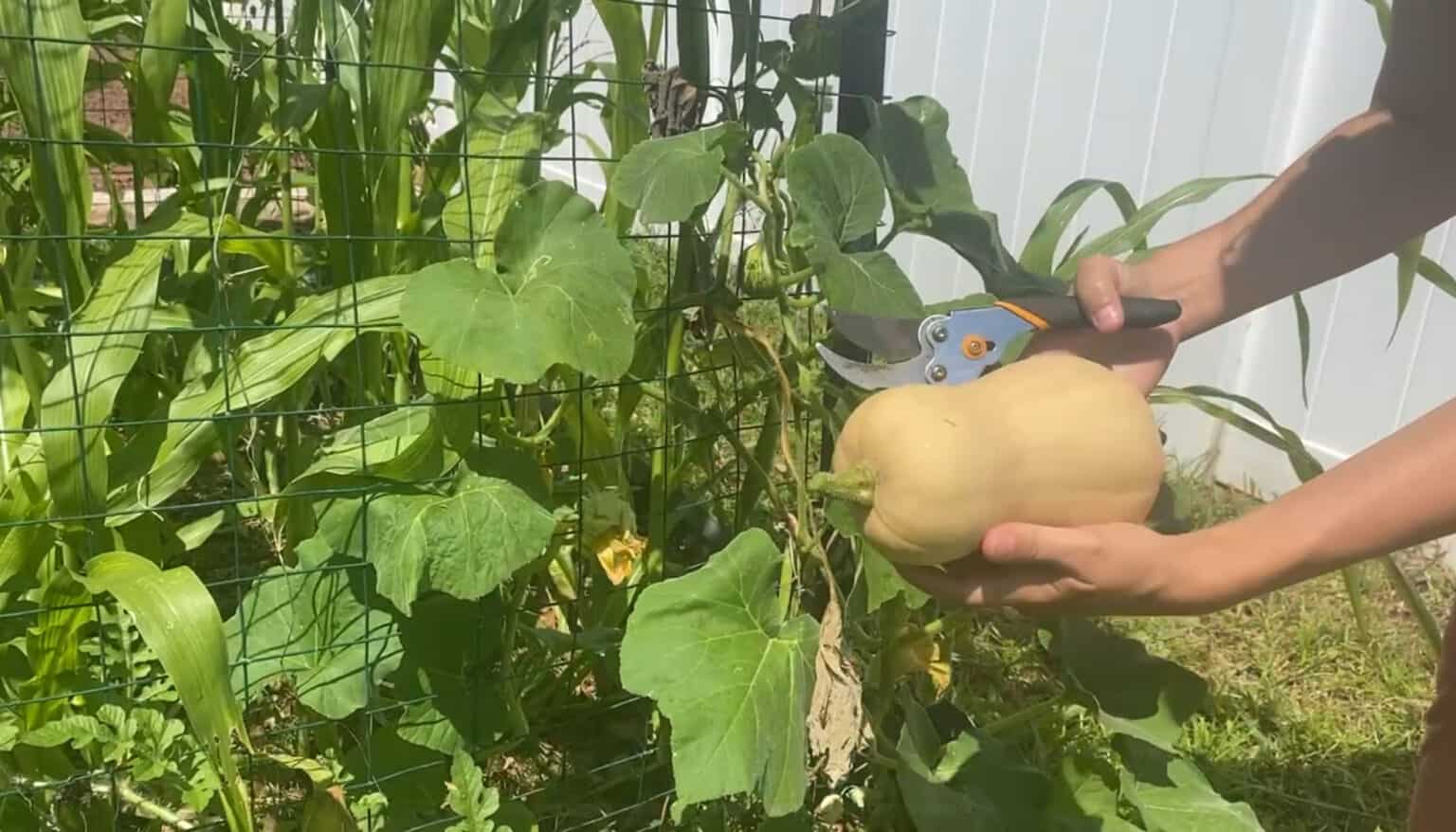 How to Easily Grow Squash Successfully in Florida - Homegrown Florida