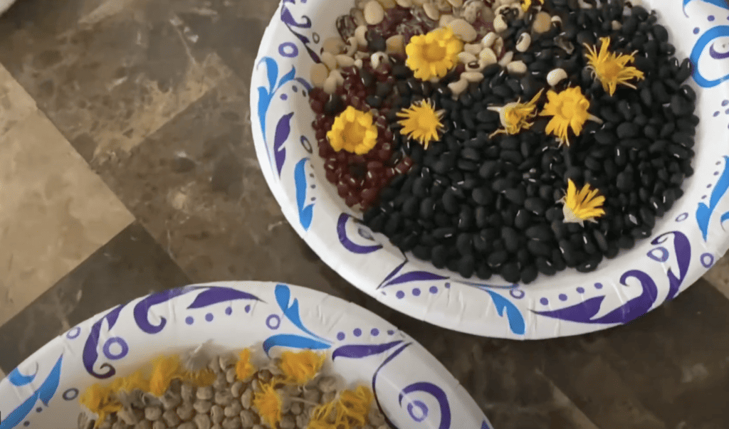 Growing Dry Beans for an Easy Self-Sufficient Crop - Homegrown Florida