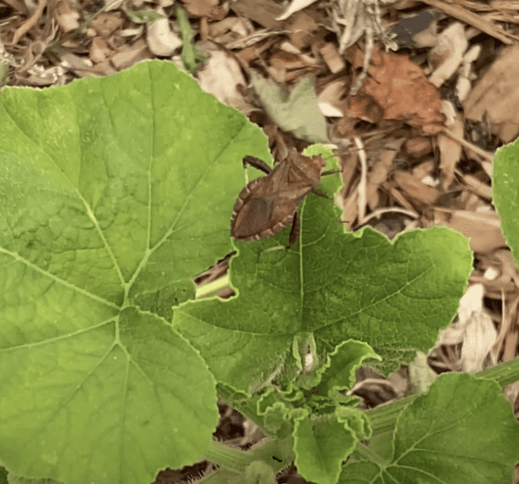 How to Easily Grow Squash Successfully in Florida - Homegrown Florida