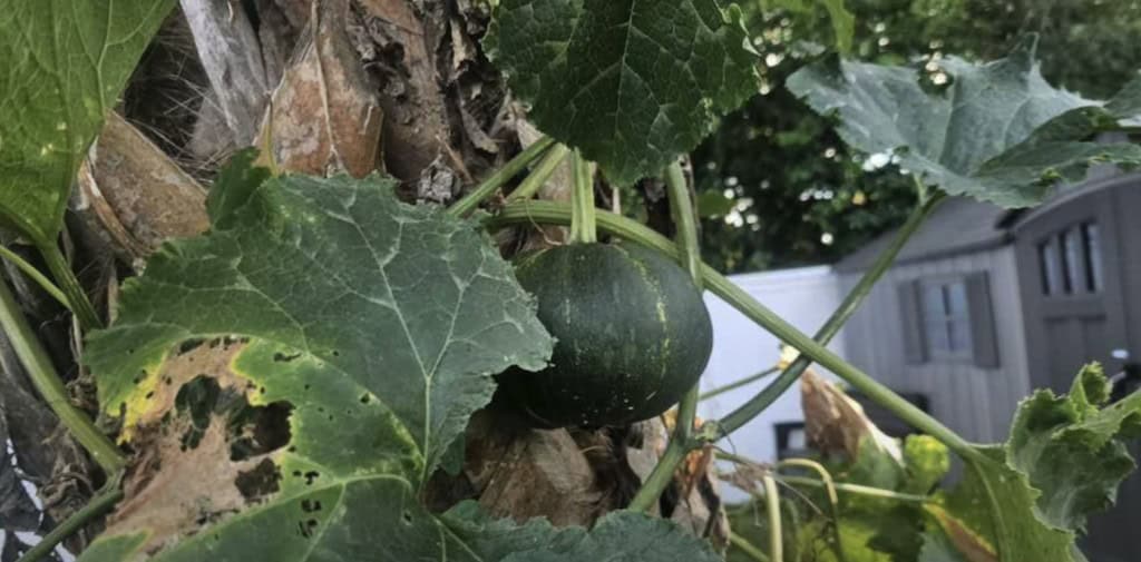 Exciting June Florida Garden Plan: What to Plant Now - Homegrown Florida