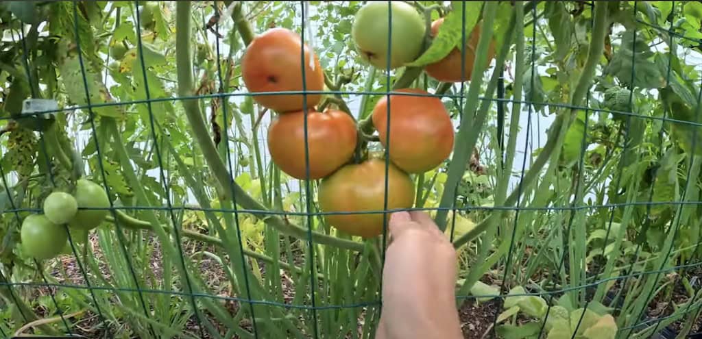 Top 10 Florida Tomato Varieties and 5 Total Flops in my 2025 Florida ...
