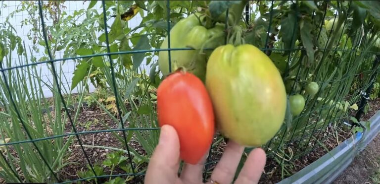 Top 10 Florida Tomato Varieties and 5 Total Flops in my 2025 Florida ...