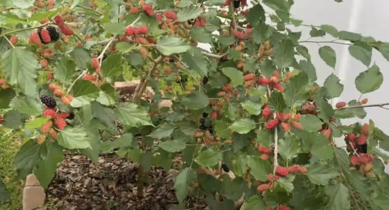 The Ultimate Guide to Growing Mulberry Trees in Your Garden - Homegrown ...