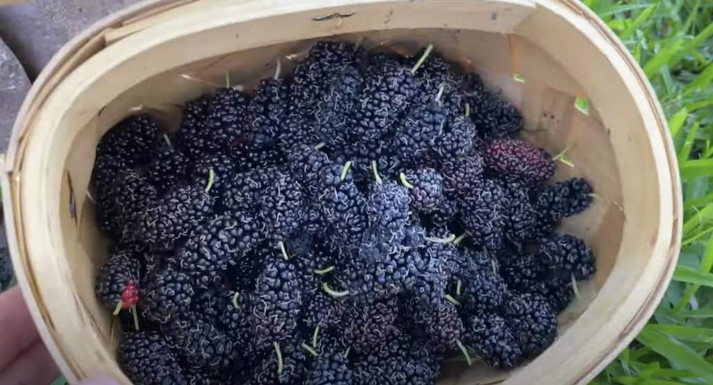The Ultimate Guide to Growing Mulberry Trees in Your Garden - Homegrown ...