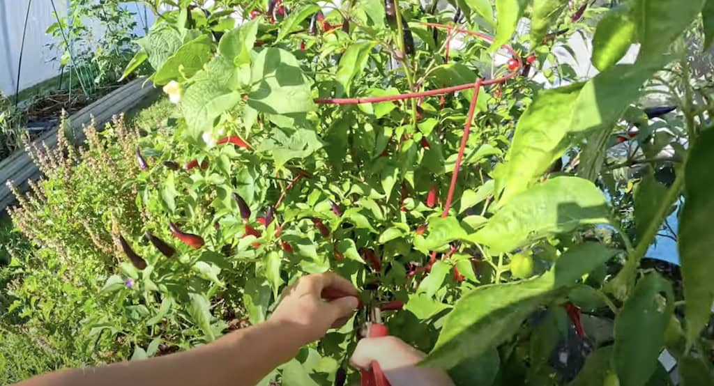 Growing and Preserving a Year Supply of Peppers - Homegrown Florida