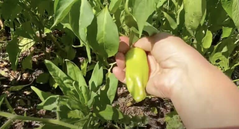5 Incredible Sweet Peppers That Actually Love Florida Heat - Homegrown ...