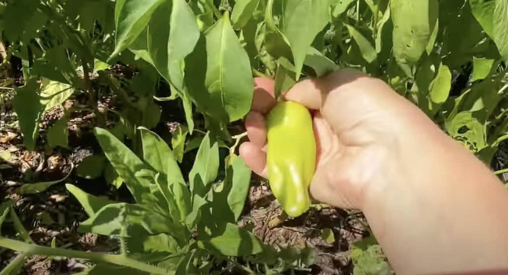 Growing and Preserving a Year Supply of Peppers - Homegrown Florida
