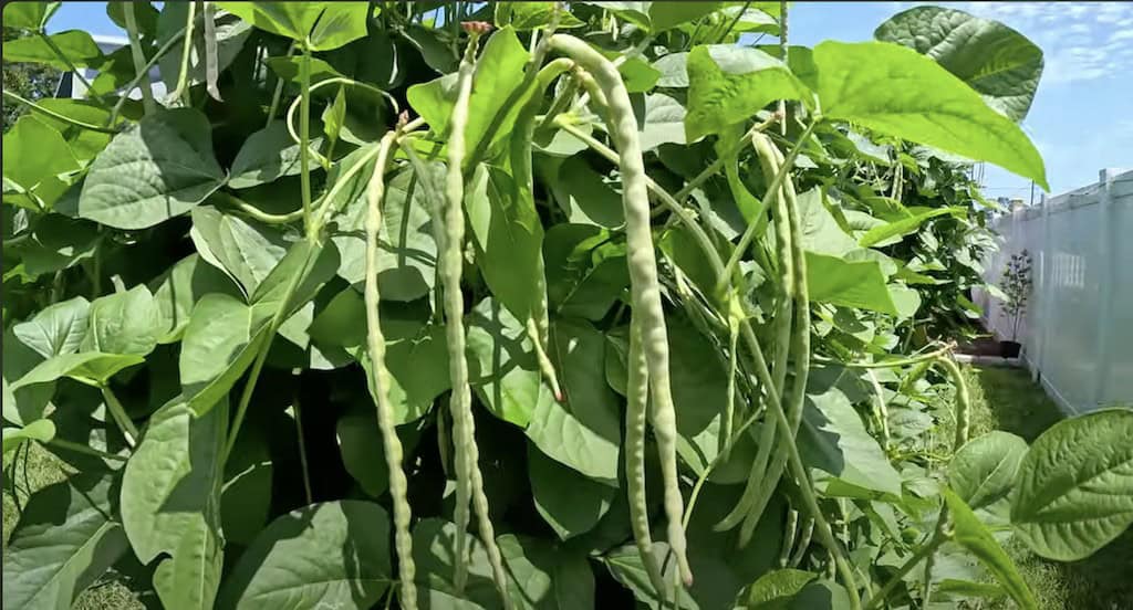 What Happened When I Tried to Grow Green Beans in Florida for a Whole ...