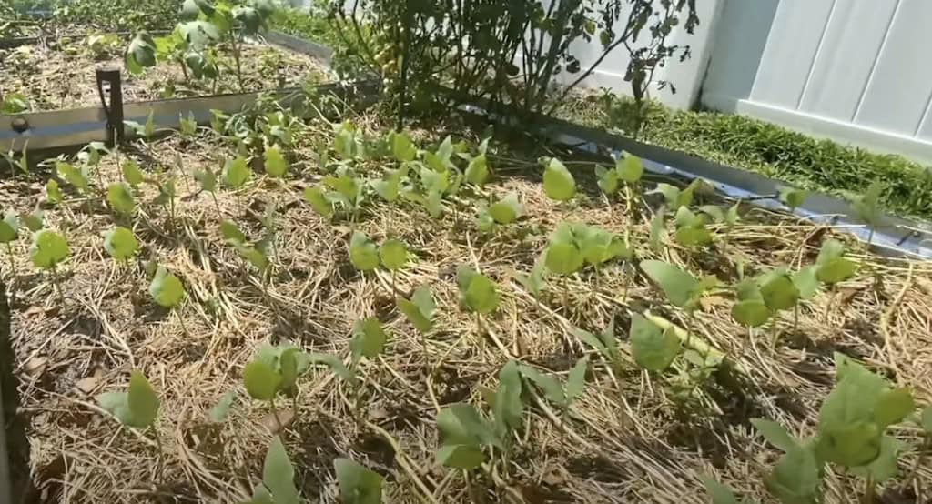 Direct Seeding versus Transplanting - What’s Best for your Garden ...
