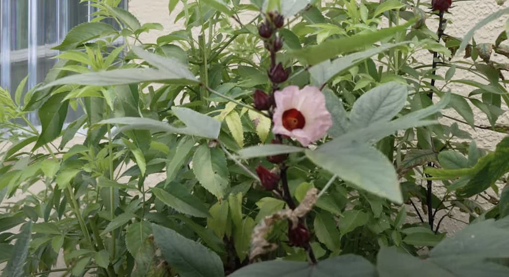 Growing Roselle: A Unique Addition to Your Florida Garden - Homegrown ...
