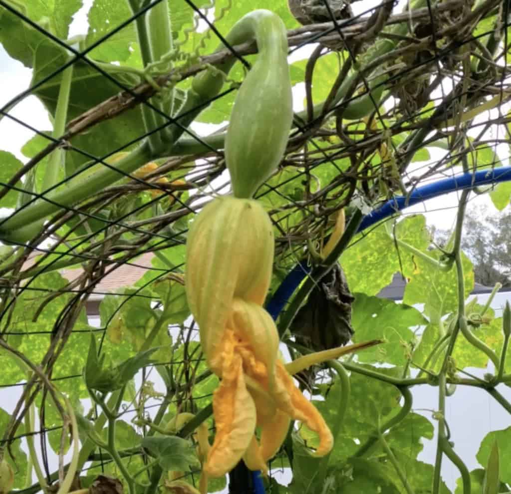 How to Easily Grow Squash Successfully in Florida - Homegrown Florida