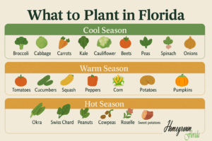 A Guide to Florida Planting Times - Homegrown Florida